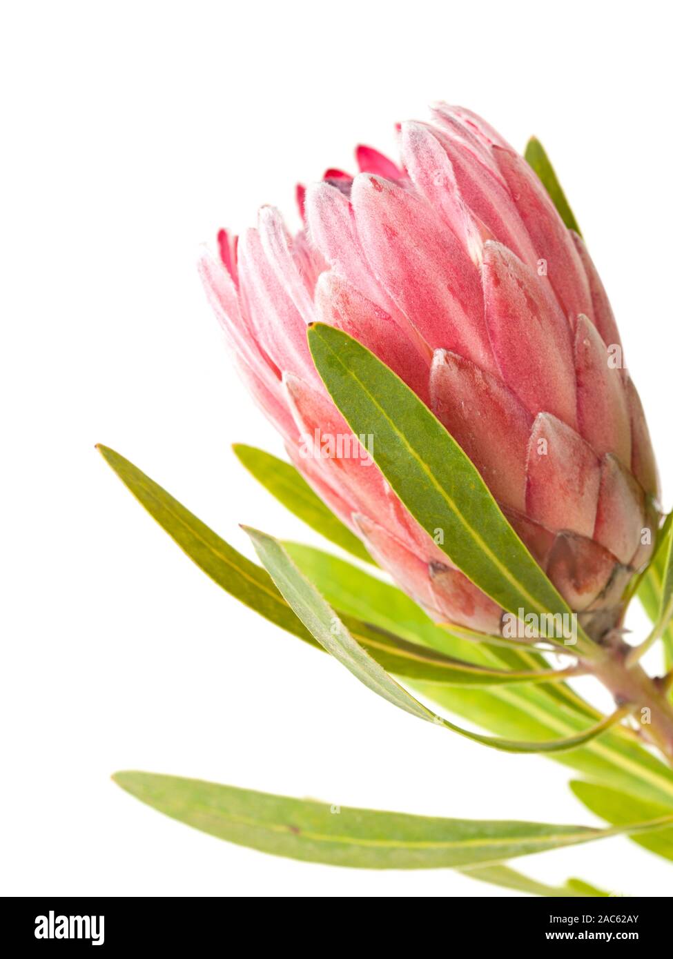 pink Protea compacta flower isolated on white background Stock Photo ...