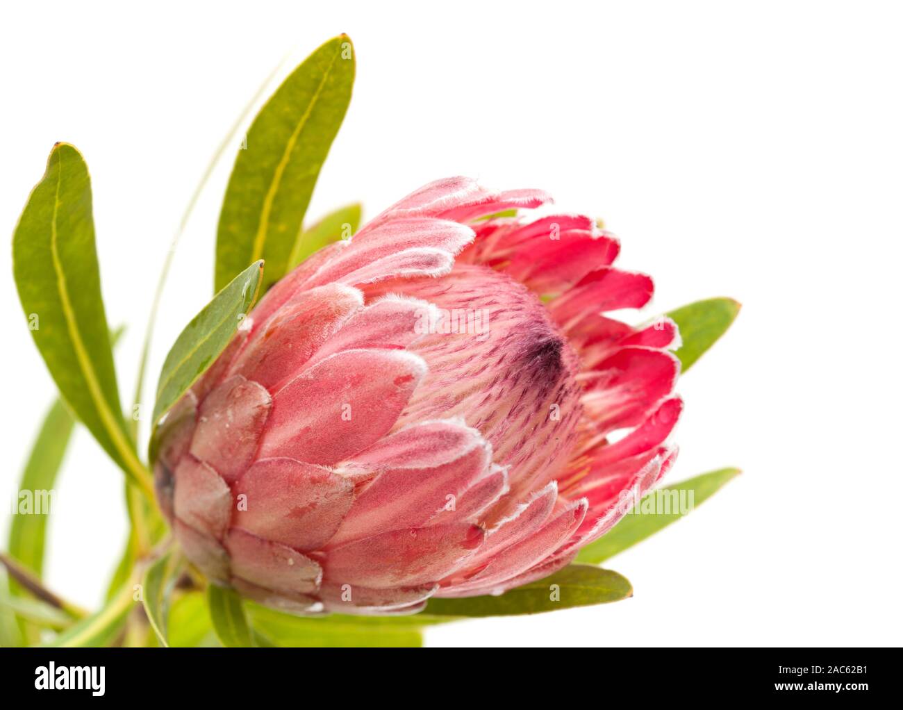 pink Protea compacta flower isolated on white background Stock Photo ...