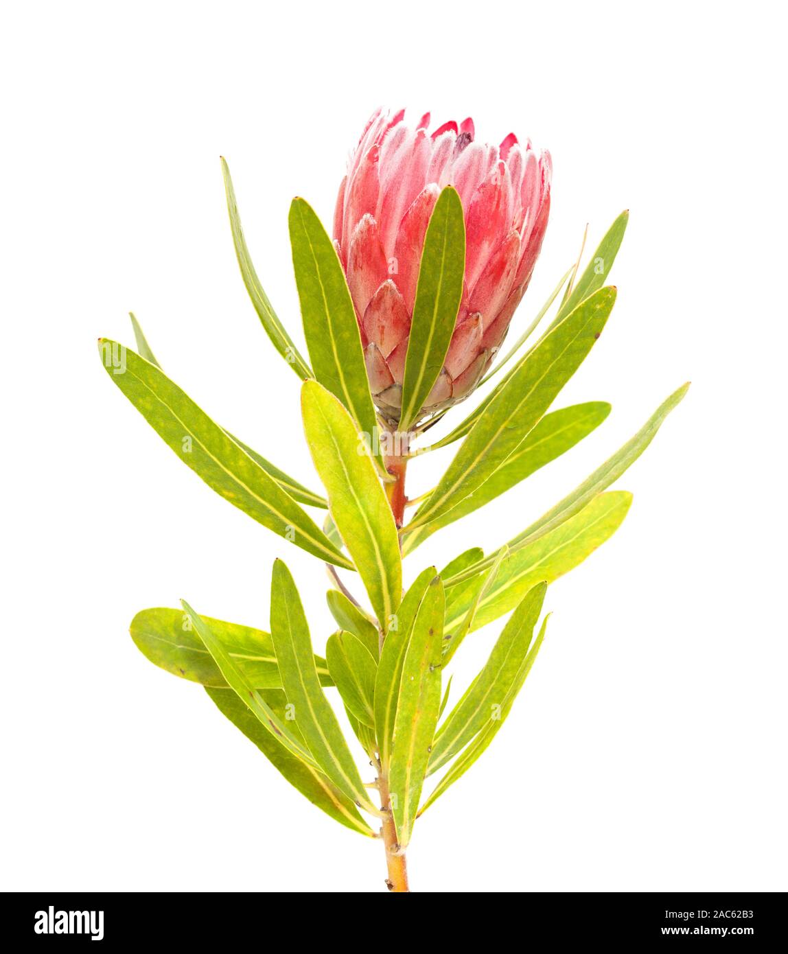 pink Protea compacta flower isolated on white background Stock Photo ...