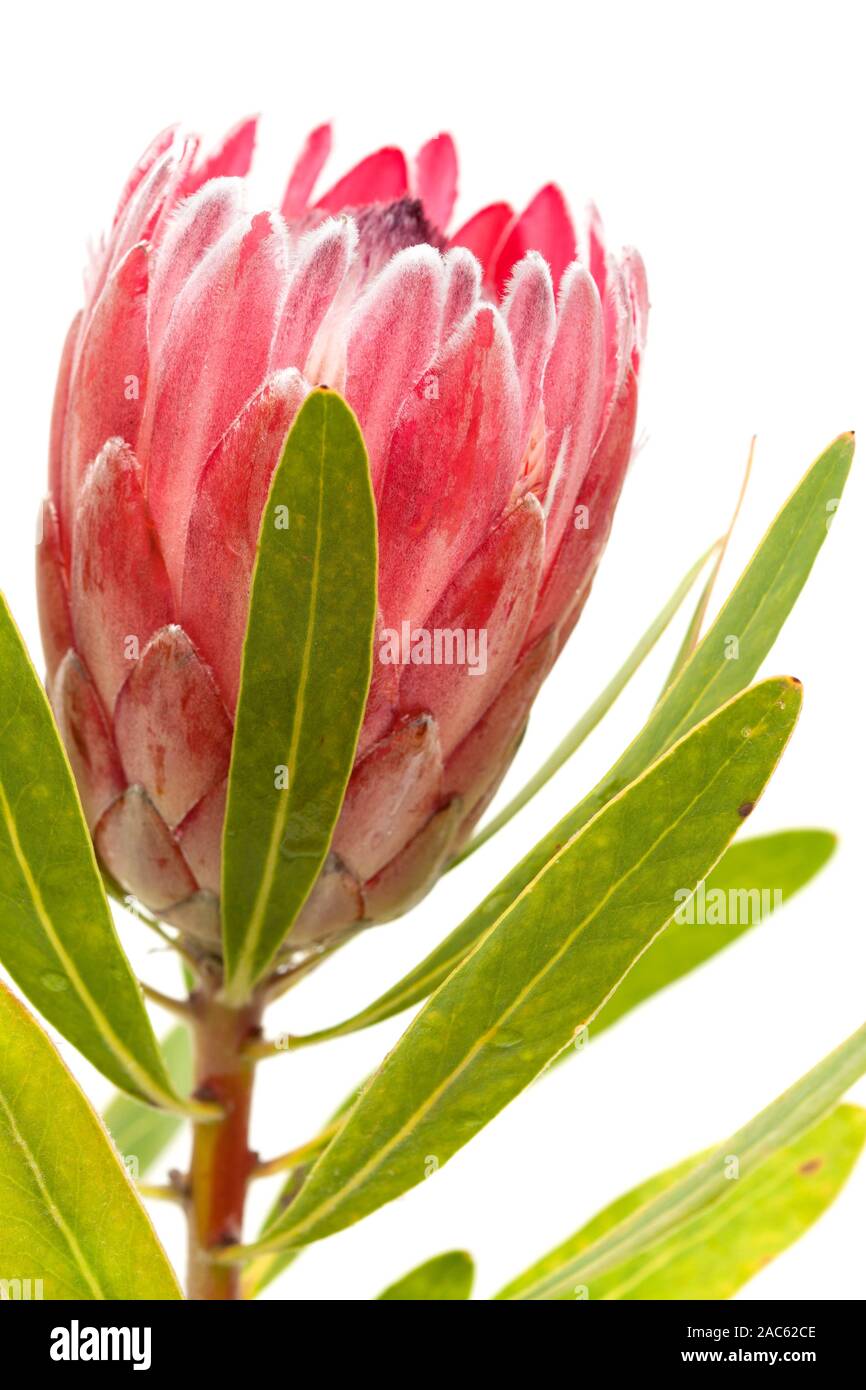 Bot river protea hi-res stock photography and images - Alamy