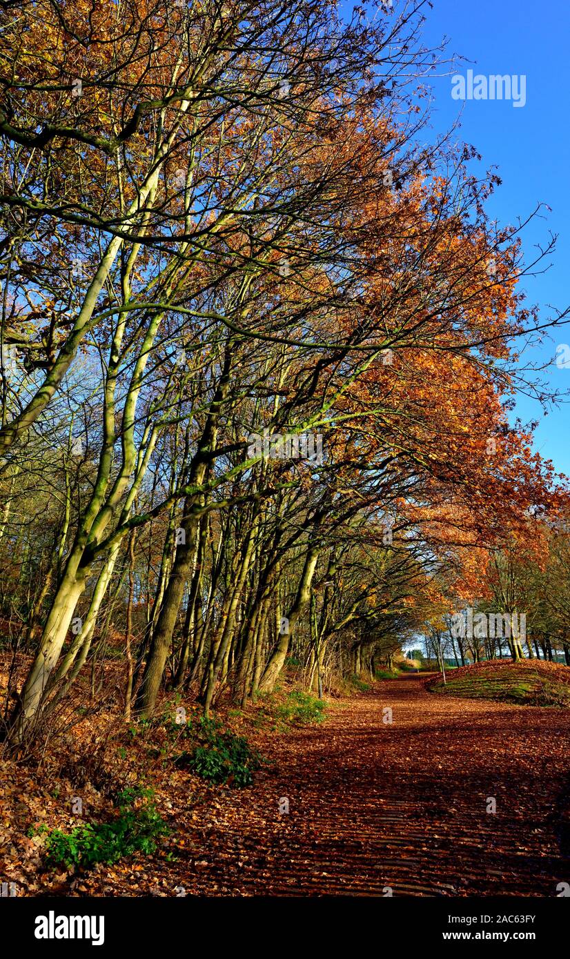 Leaf covered footpath in Bramcote hills park,Nottingham,England,UK ...
