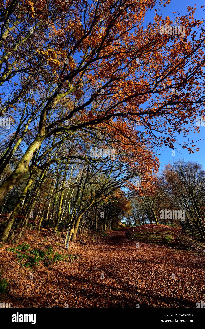Leaf covered footpath in Bramcote hills park,Nottingham,England,UK ...
