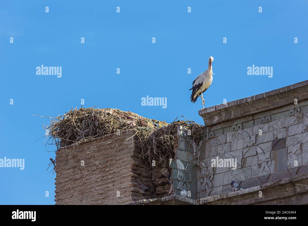 Lonely stork near its nest on top of the city wall of Marrakech Stock ...