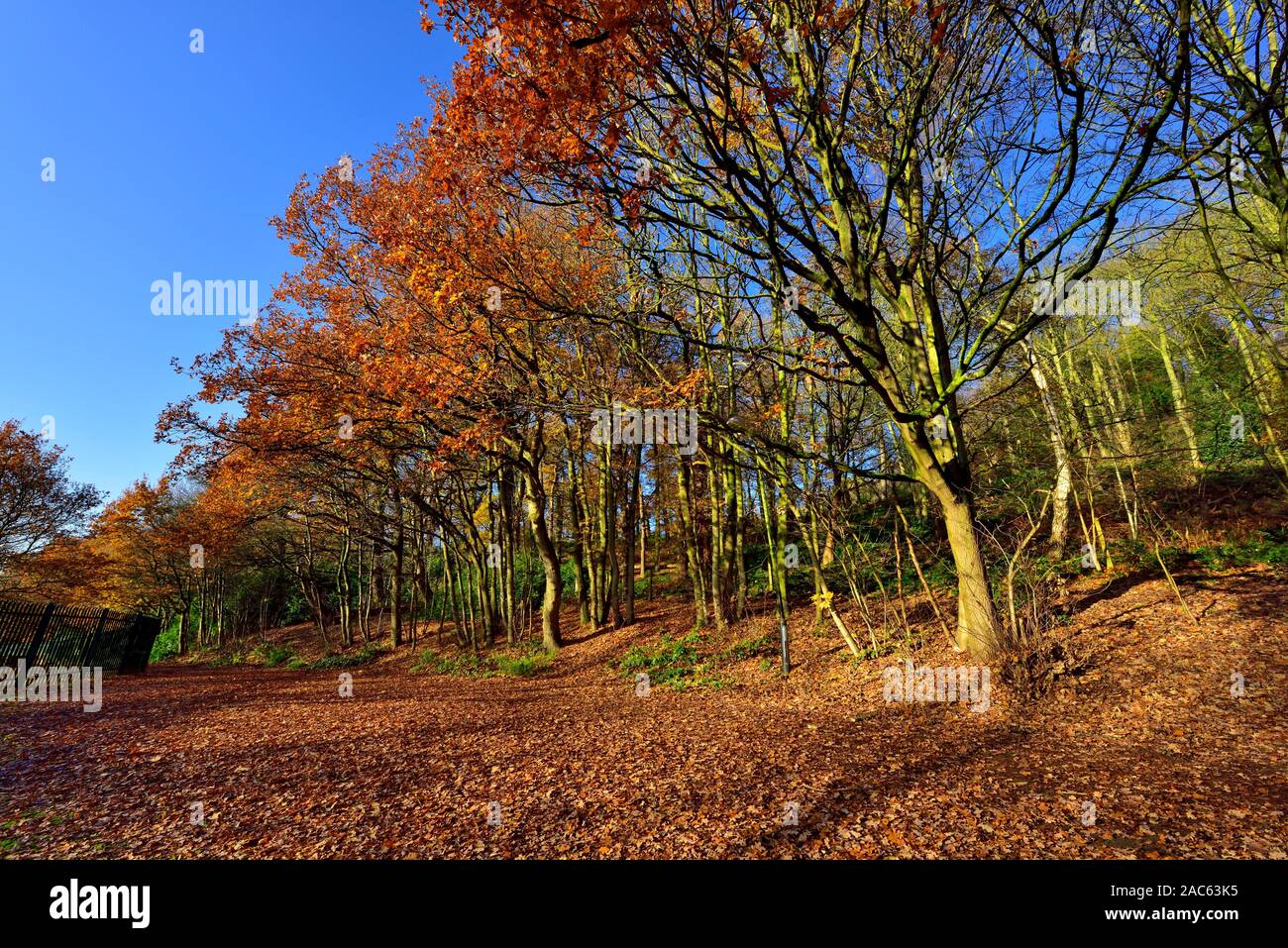 Autumn tree with leaves on the ground,Bramcote hills park,Nottingham ...