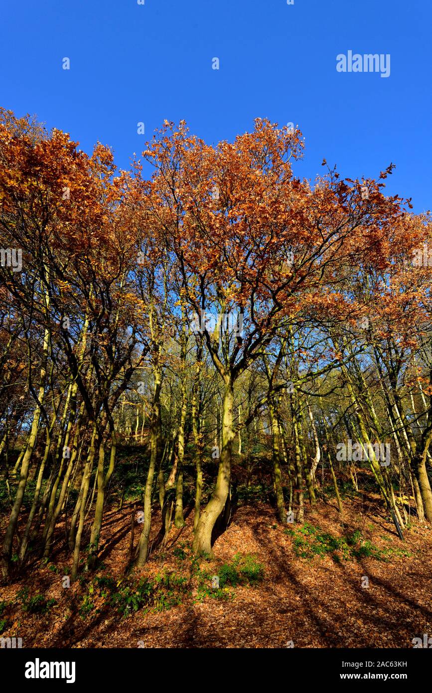Autumn tree with leaves on the ground,Bramcote hills park,Nottingham ...