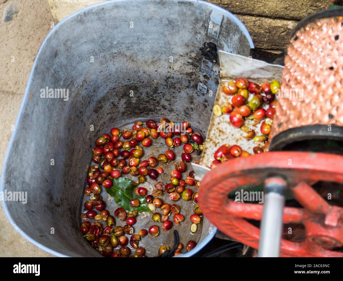 Machine peeling coffee in the farm Stock Photo - Alamy