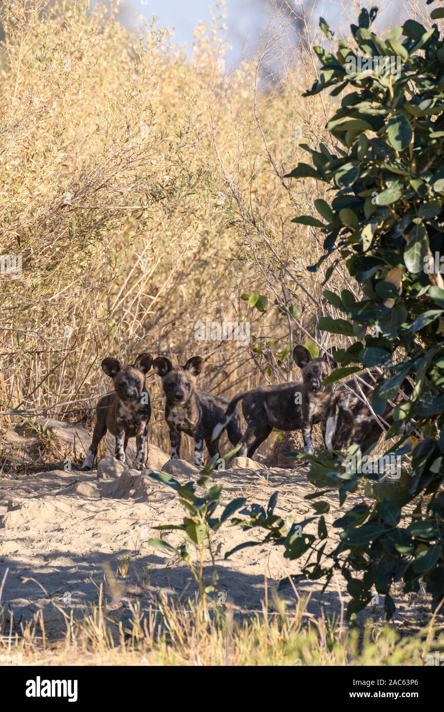 African wild dog puppies at their den, Lycaon pictus, Macatoo ...