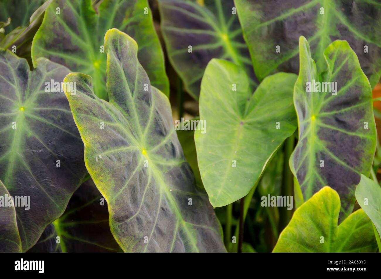 Kalo farming hi-res stock photography and images - Alamy