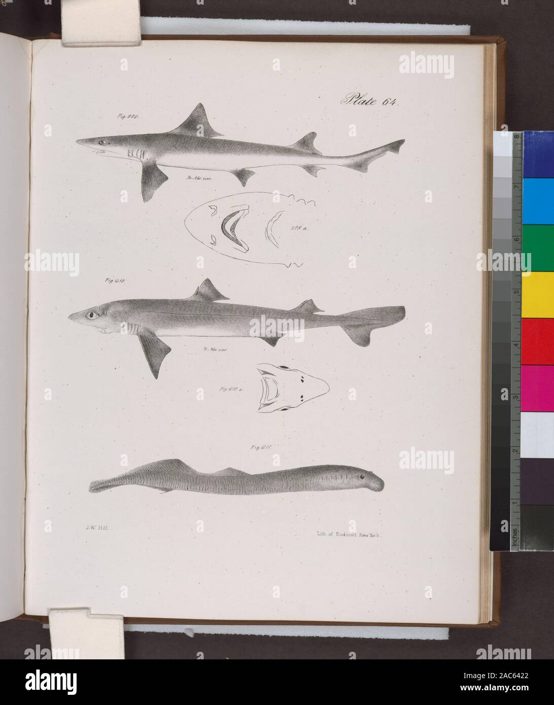 Houndfish dogfish lamprey illustration209. The American Hound-fish ...