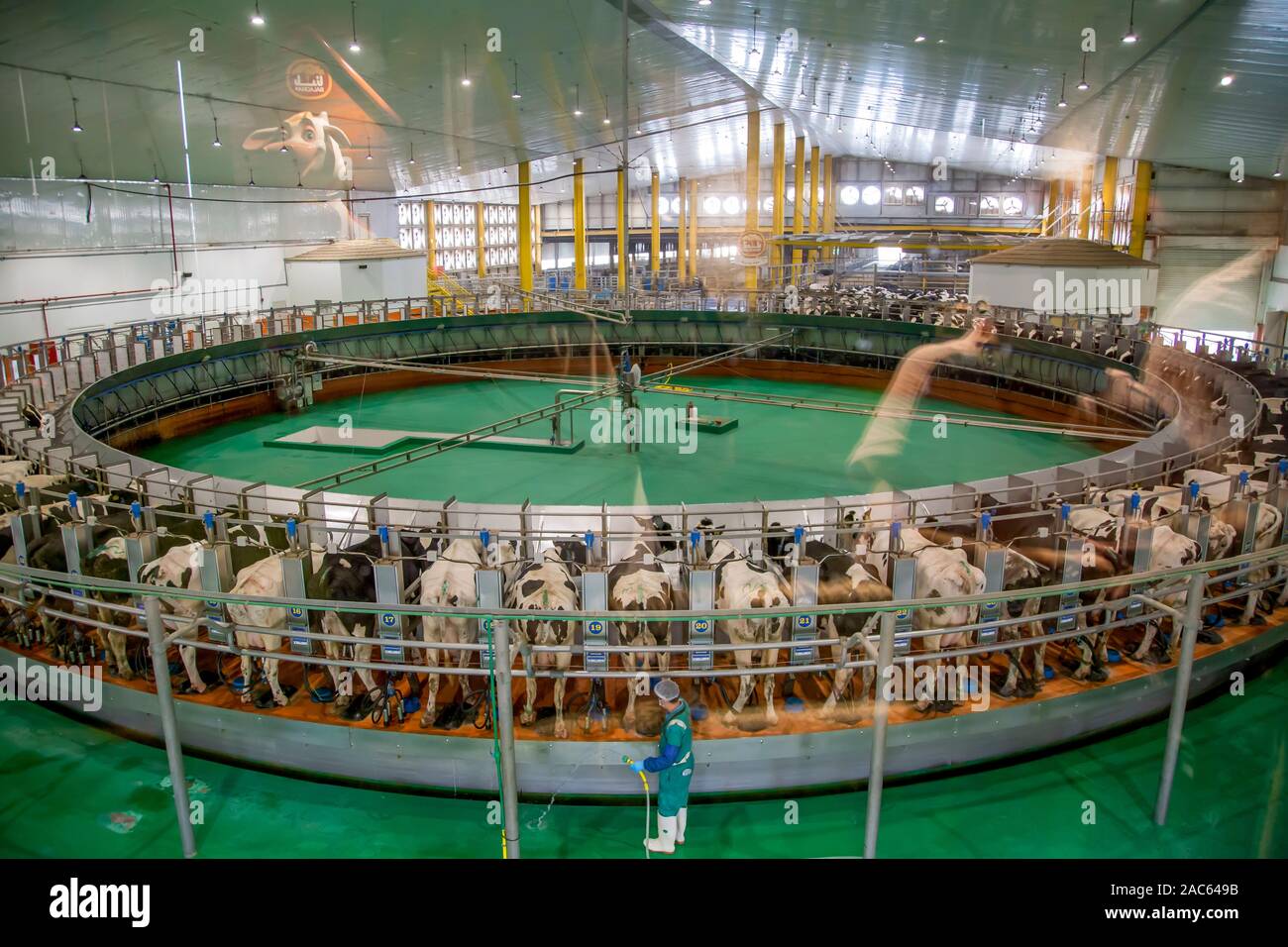 Baladna Milk production farm cows on line to provide milk. Automatic ...