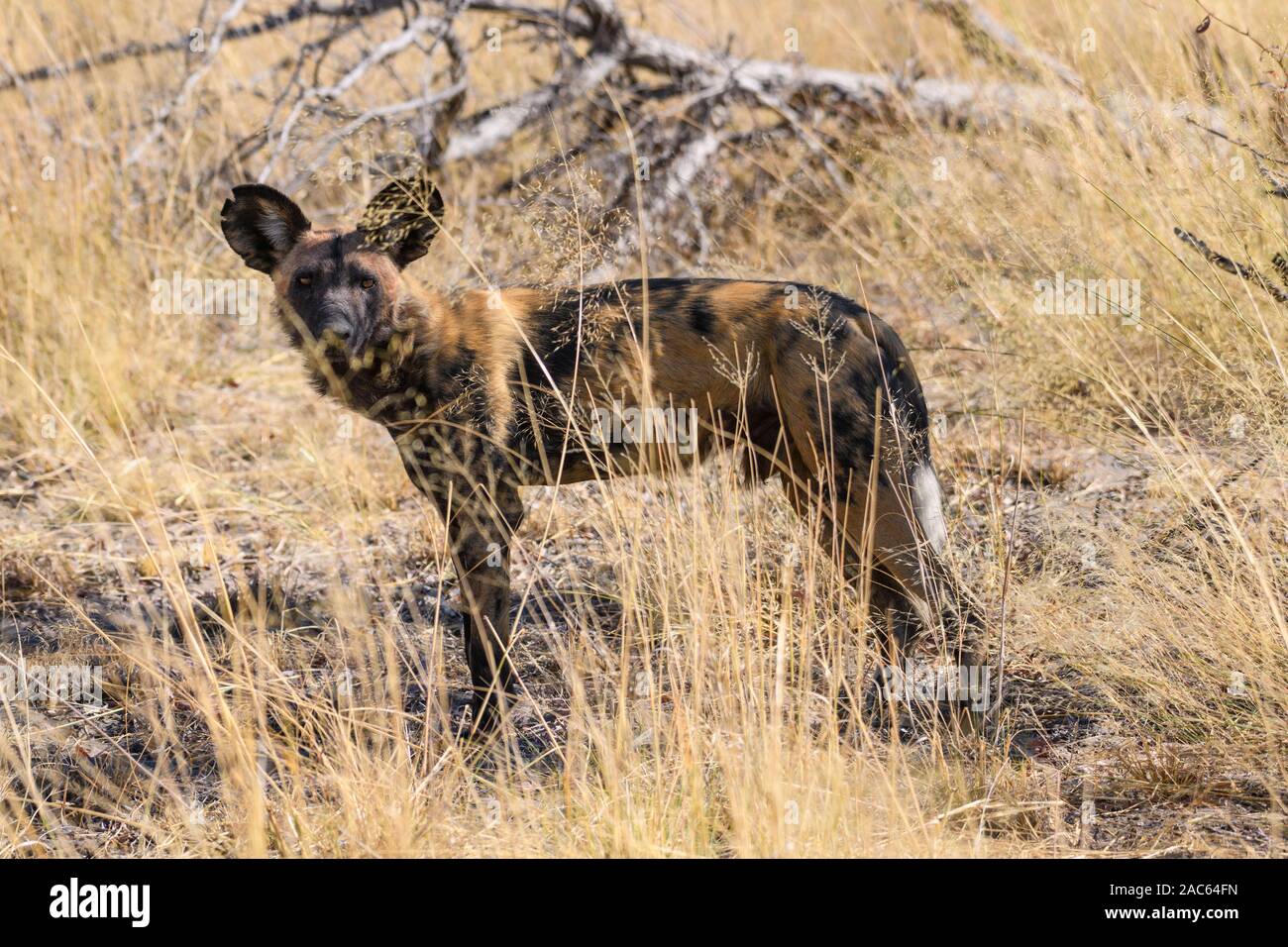 Painted wolves hi-res stock photography and images - Alamy