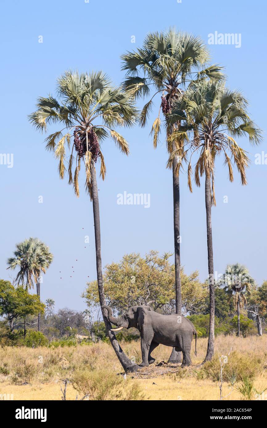 Lala palm hi-res stock photography and images - Alamy