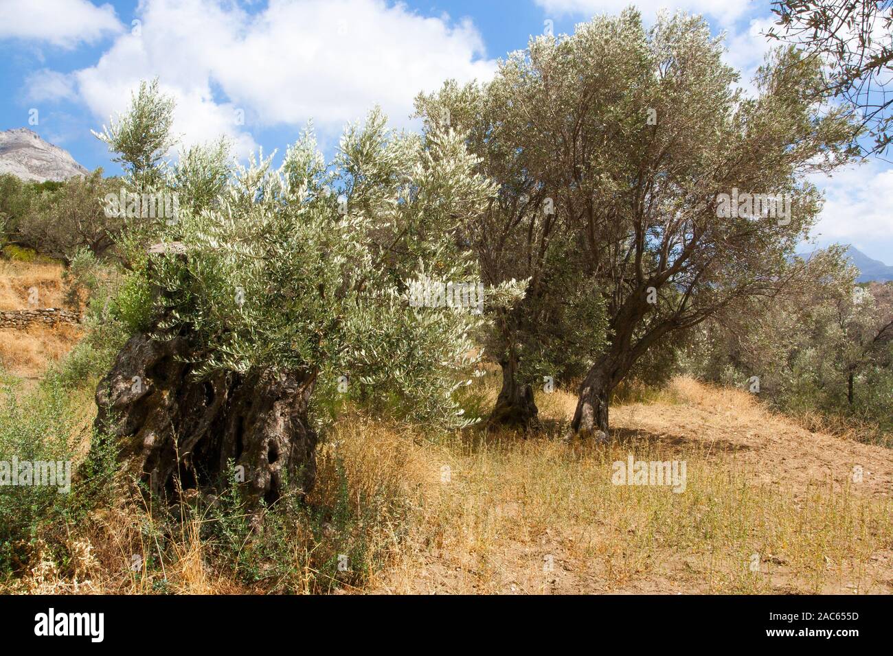 The countryside in the Naxos island, Greece Stock Photo - Alamy
