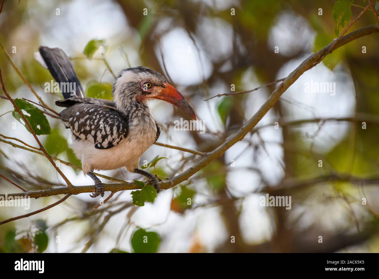 Southern Red-billed Hornbill, Tockus rufirostris, Macatoo, Okavango ...
