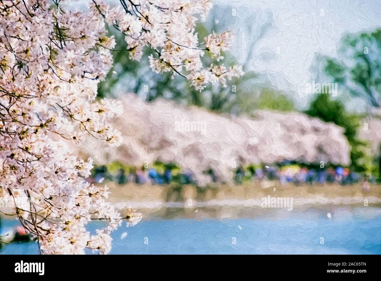 Cherry trees at the Tidal Basin in Washington DC during the annual ...
