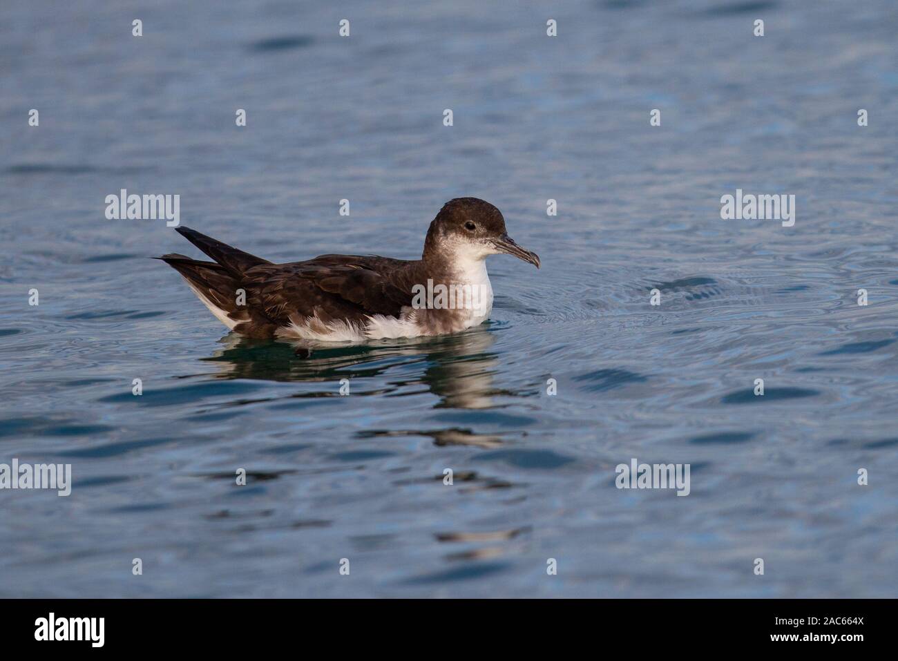 Puffinous puffinous hi-res stock photography and images - Alamy