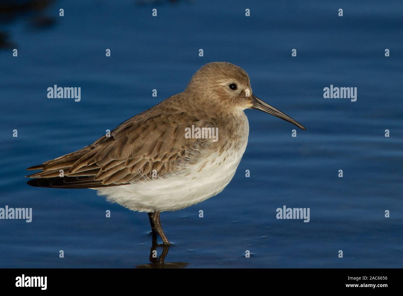 Dunlin Winter Uk High Resolution Stock Photography and Images - Alamy