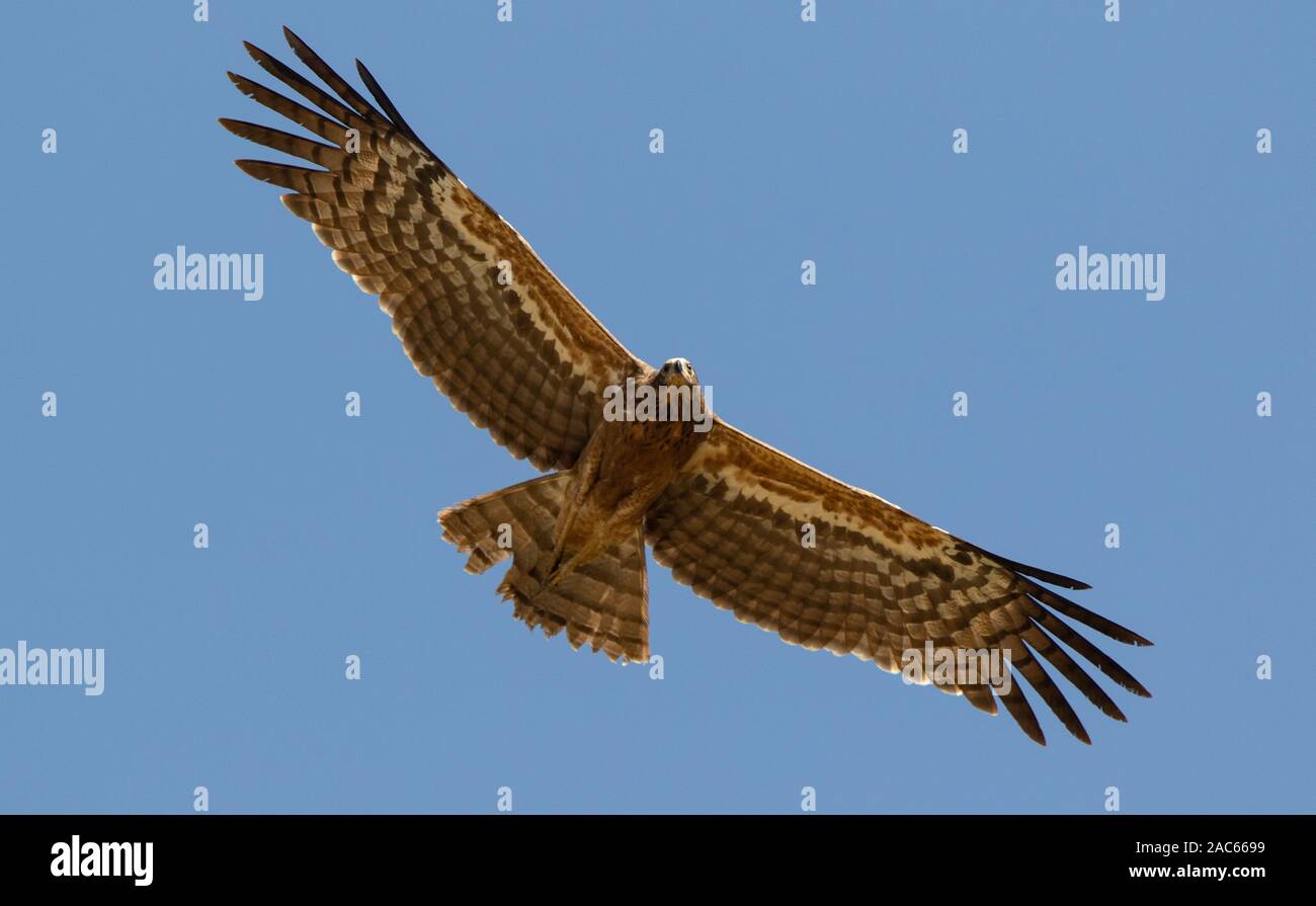 African Harrier Hawk (polyboroides typus) The Gambia, West Africa Stock ...