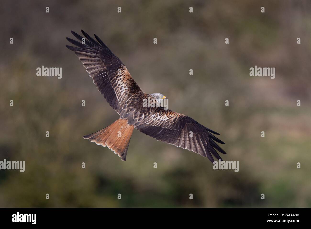 Large raptor hi-res stock photography and images - Alamy