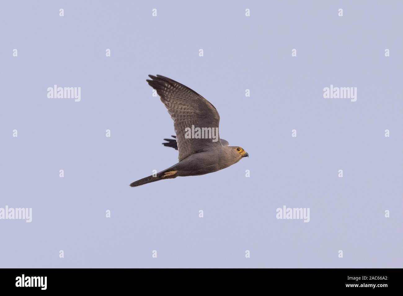 Grey Kestrel in flight, Falco ardosiaceus, The Gambia, West Africa ...