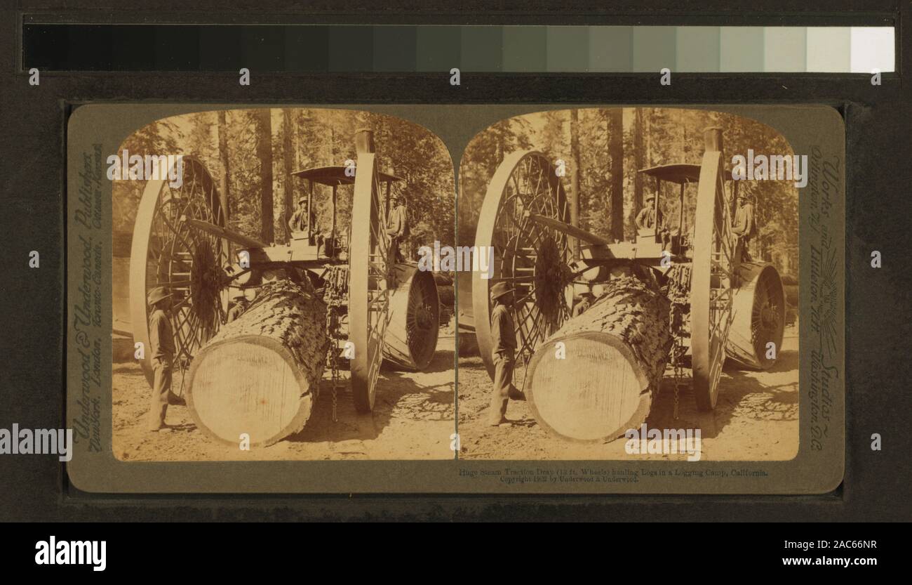 Huge Steam Traction Dray (13 Ft wheels)hauling logs in a logging camp ...