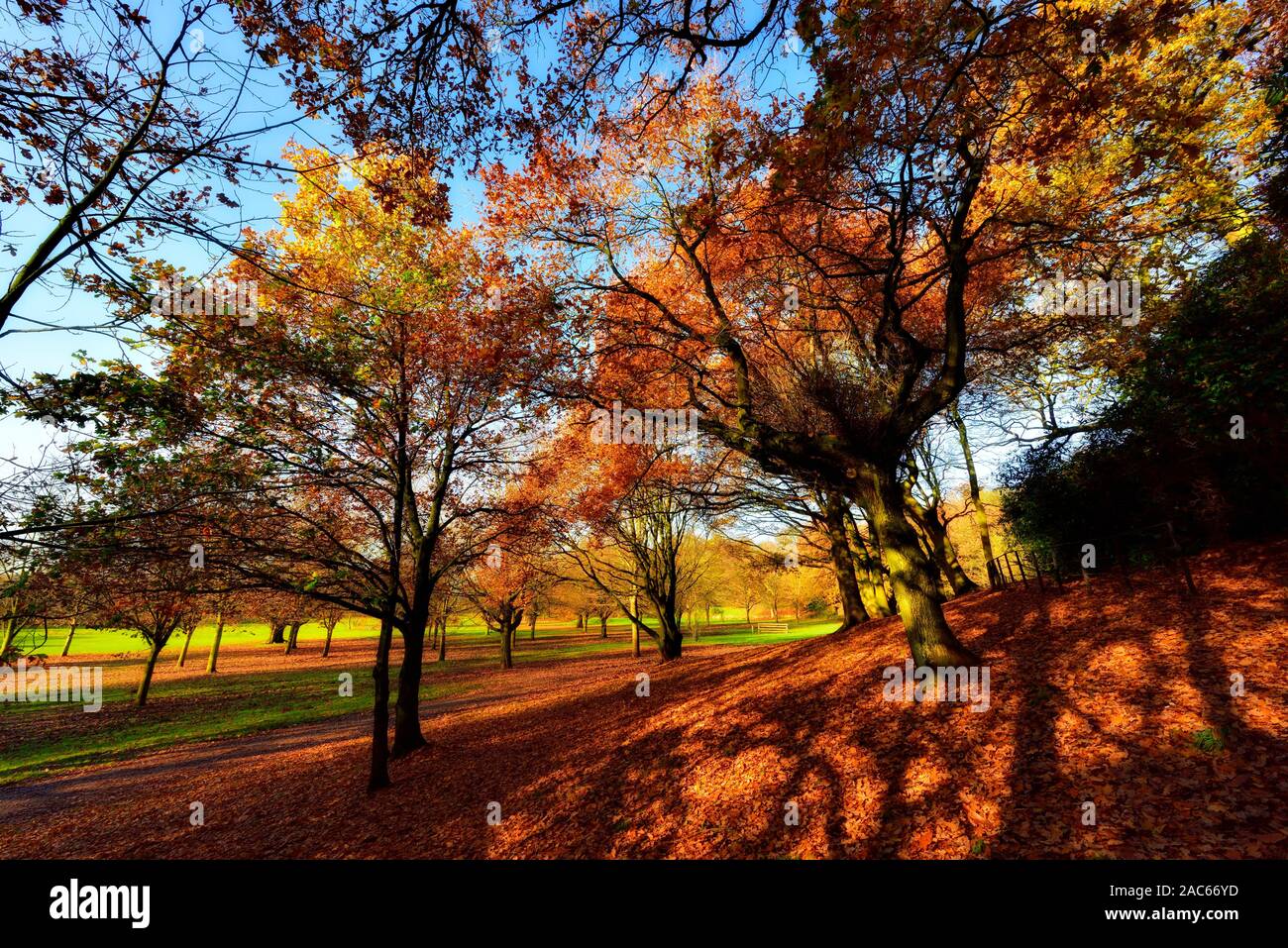 Autumn Trees Uk High Resolution Stock Photography and Images - Alamy