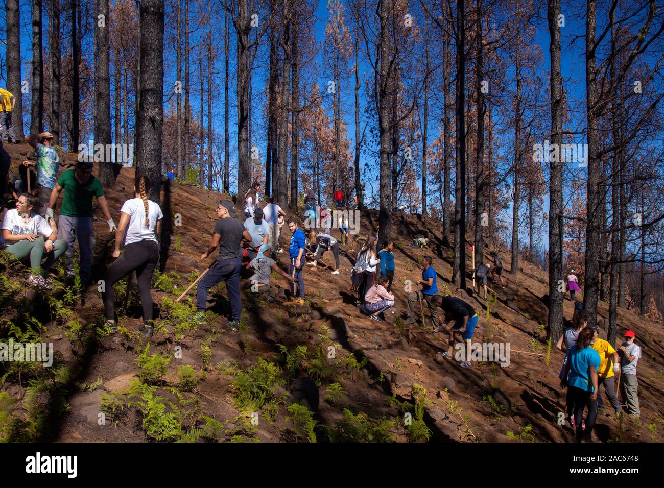 Pin pinus canariensis hi-res stock photography and images - Alamy