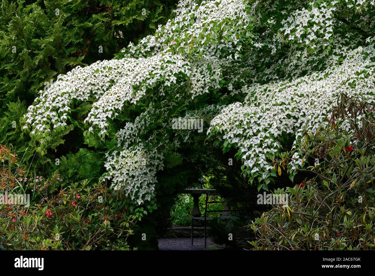 cornus kousa,white,bract,bracts,flowers,flower,flowering,spring,dogwood ...