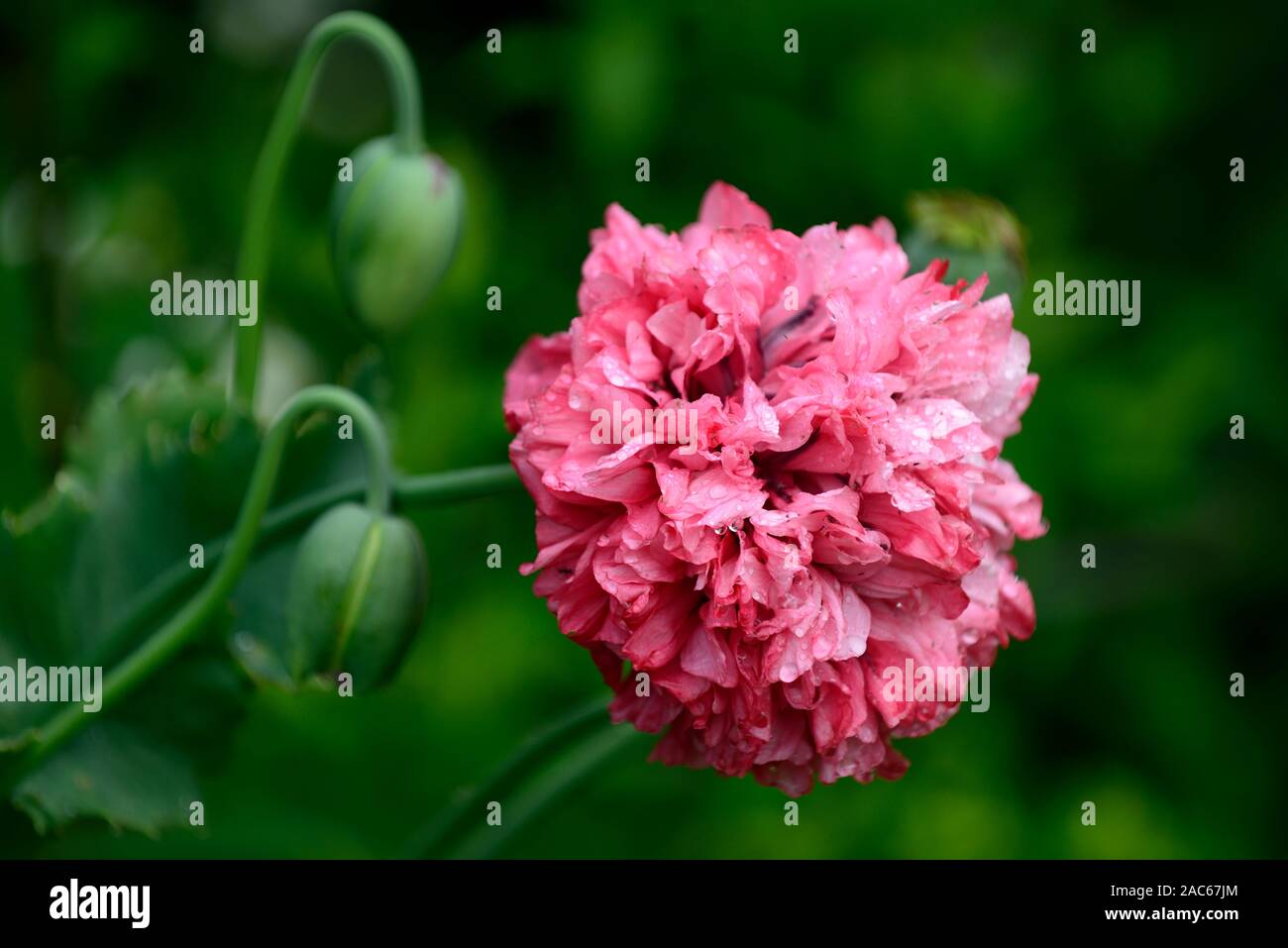 Papaver somniferum Double Red,opium poppy,flower,flowers,flowering,mix ...