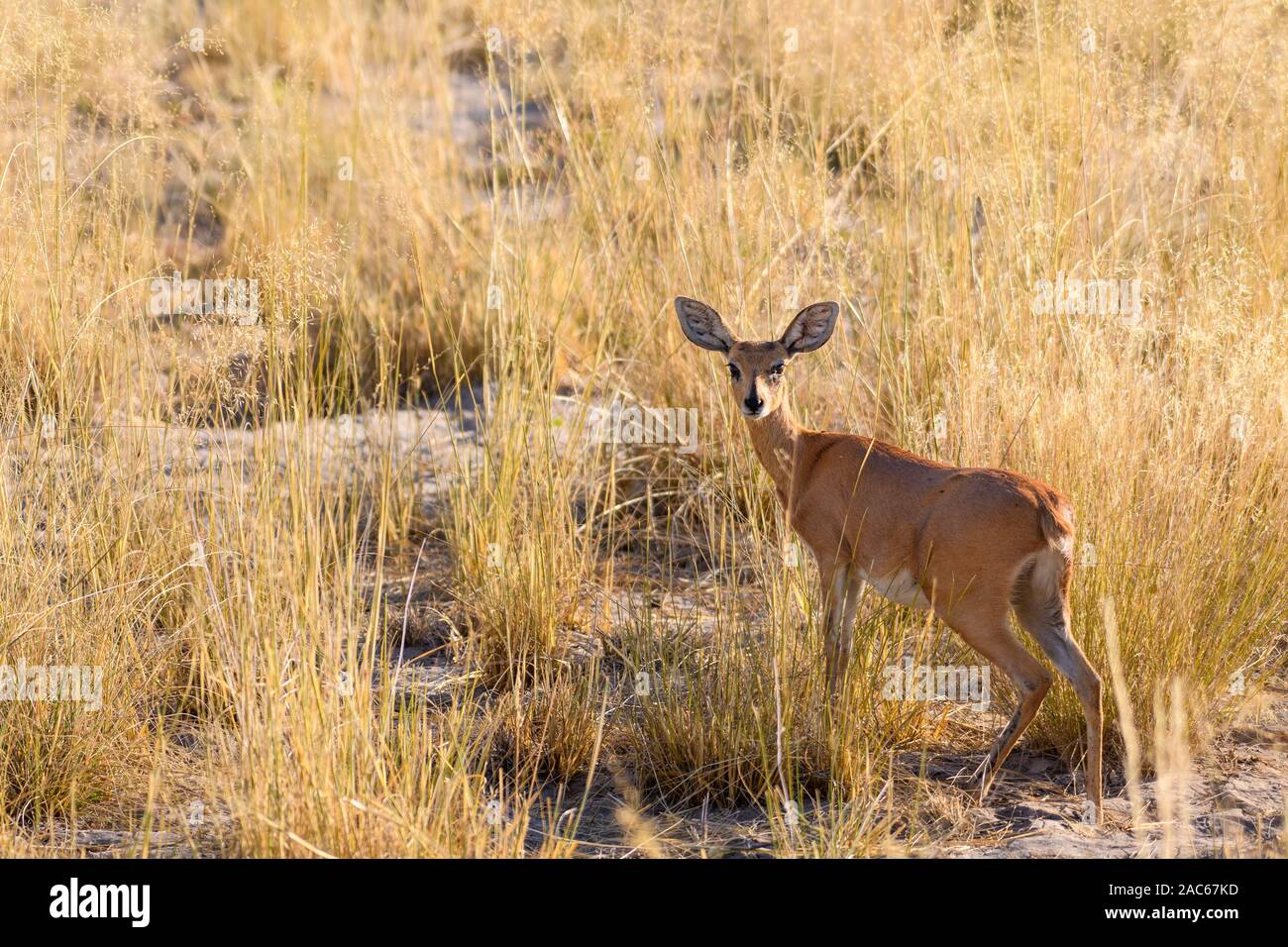 Female Common Duiker, Sylvicapra grimmia, Macatoo, Okavango Delta ...