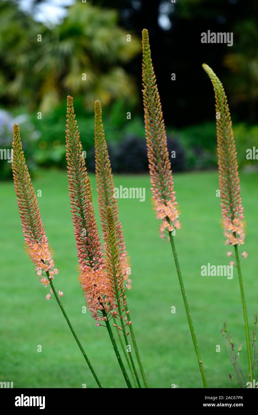 Eremurus Cleopatra,Orange Foxtail Lily,Orange Desert Candle,flower ...