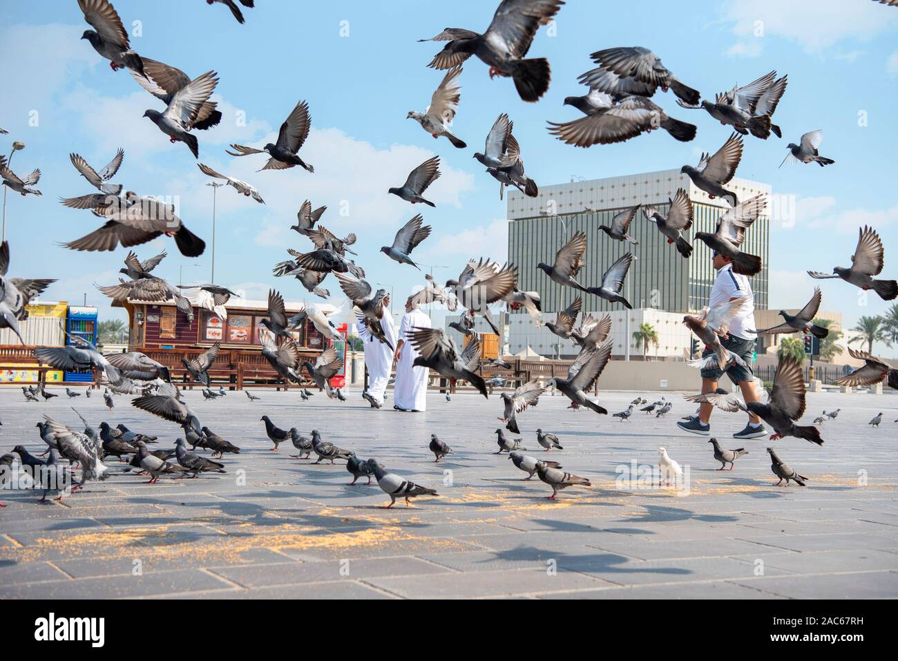 Flying pigeon hi-res stock photography and images - Alamy