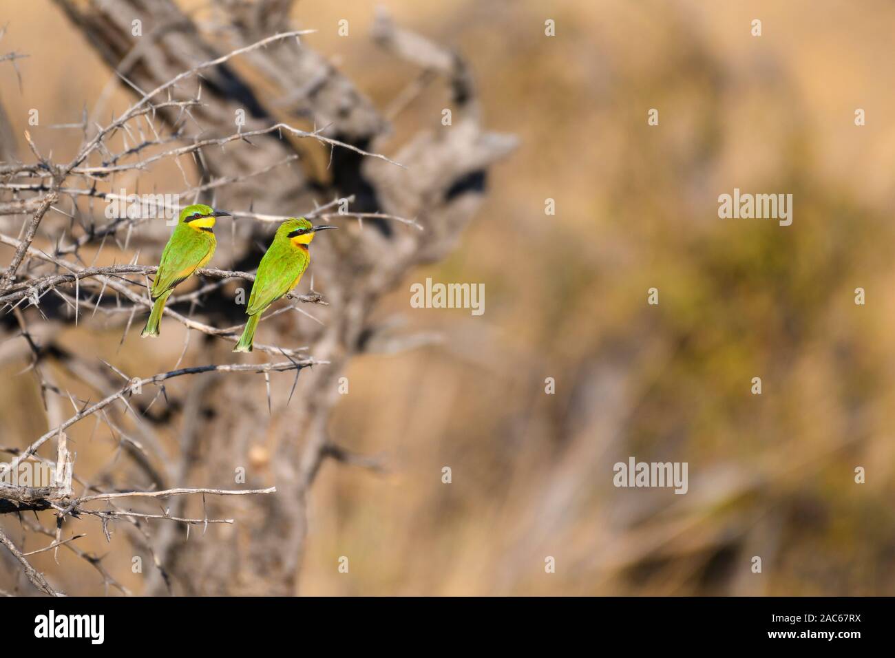 Pair of Little Bee-eaters, Merops pusillus, Okavango Delta, Botswana ...