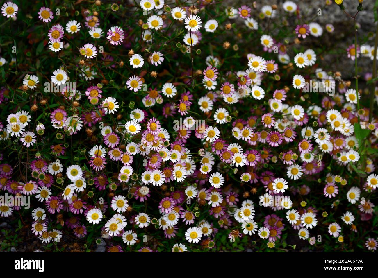 Pink fleabane hi-res stock photography and images - Alamy