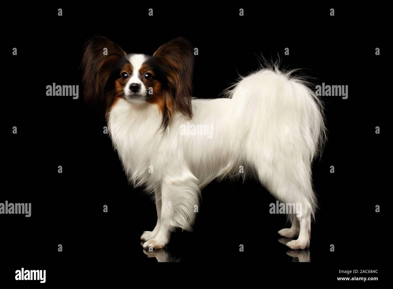 Papillon Dog Side