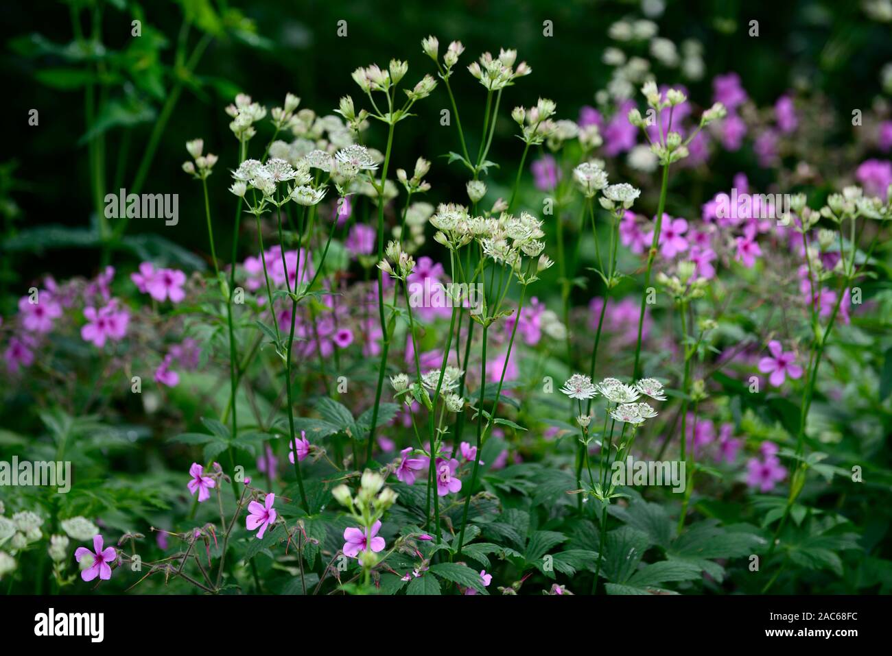 geranium palmatum,pink magenta,flowers,flowering,Canary island geranium ...