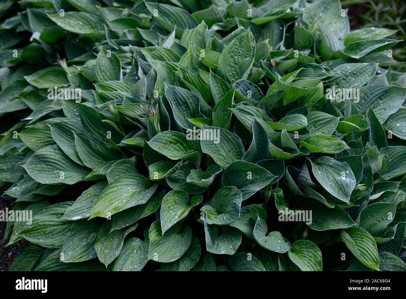 hosta sieboldiana var elegans, blue green leaves, leaf, foliage, shade ...