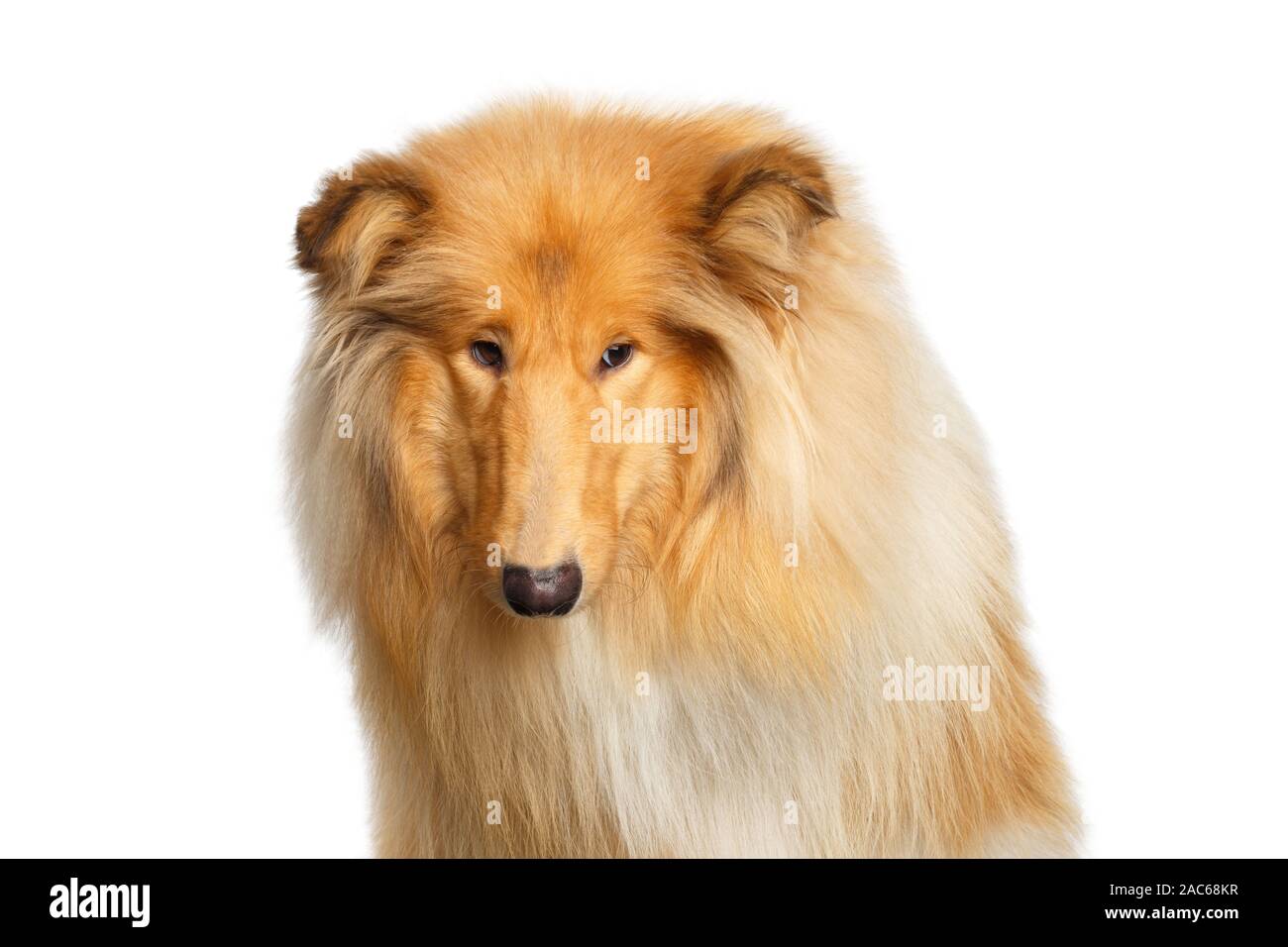 Sad sheepdog hi-res stock photography and images - Alamy