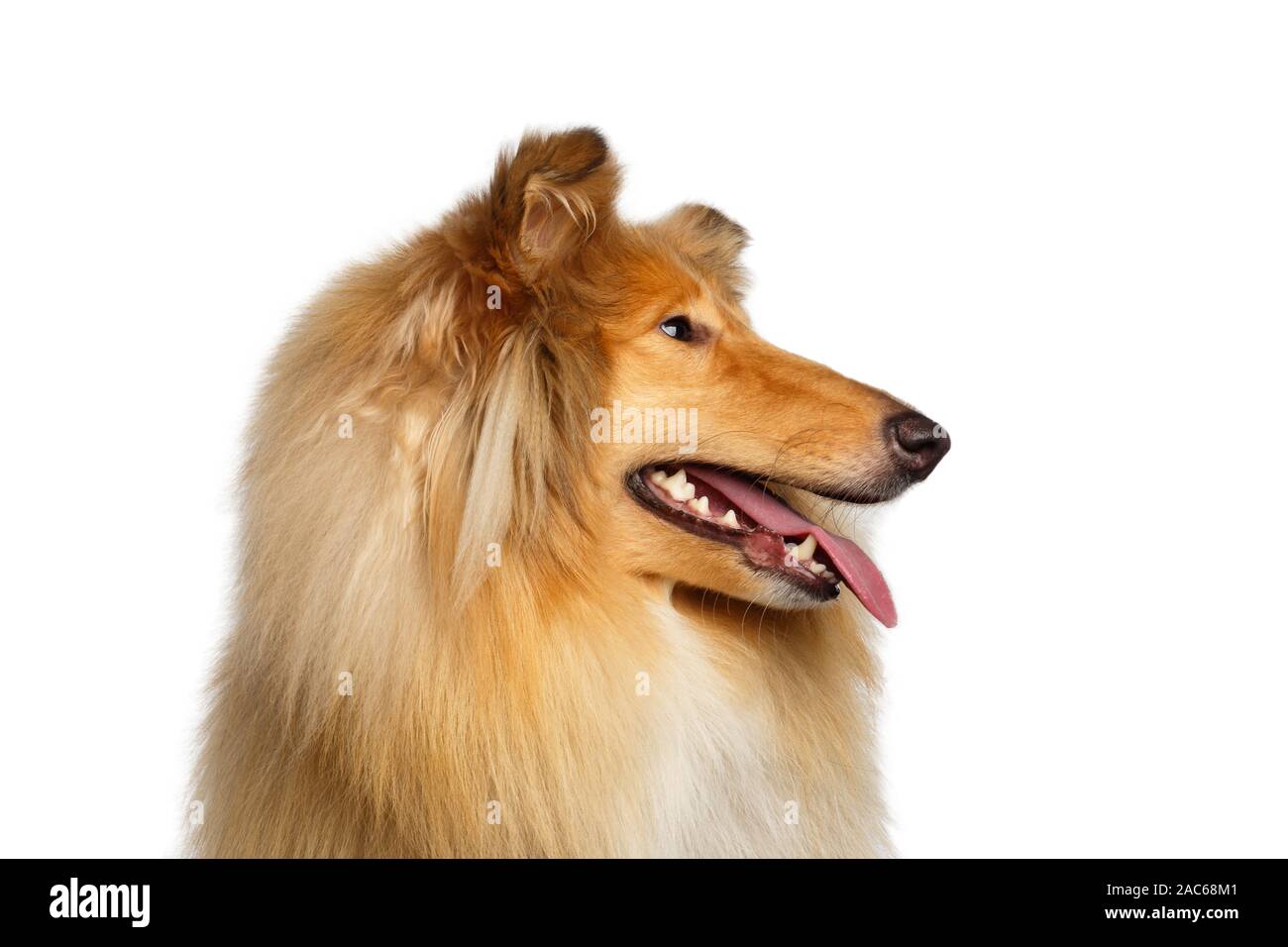 Closeup Portrait of Collie Dog in Profile on Isolated White Background ...