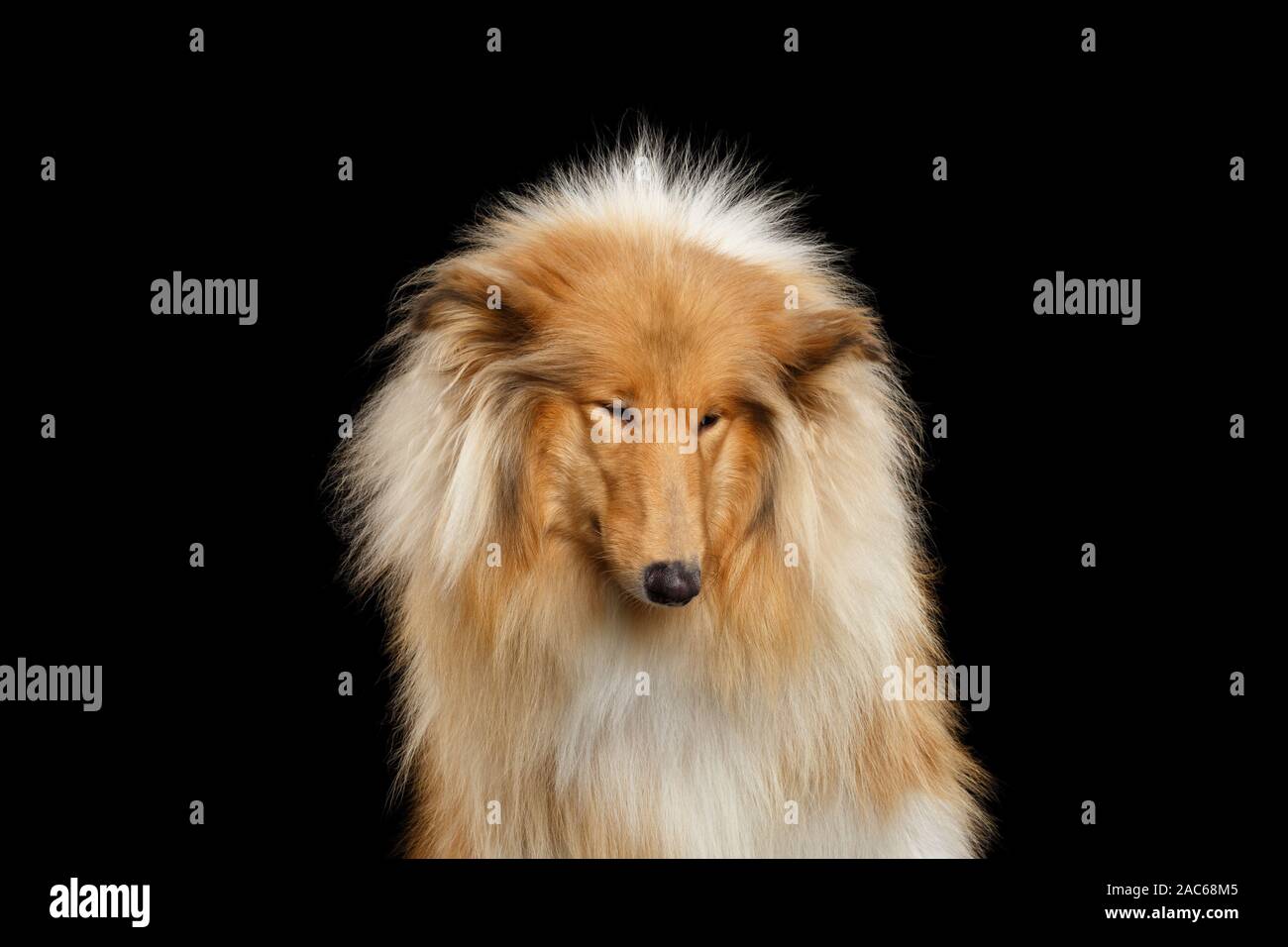 Hairy collie hi-res stock photography and images - Alamy