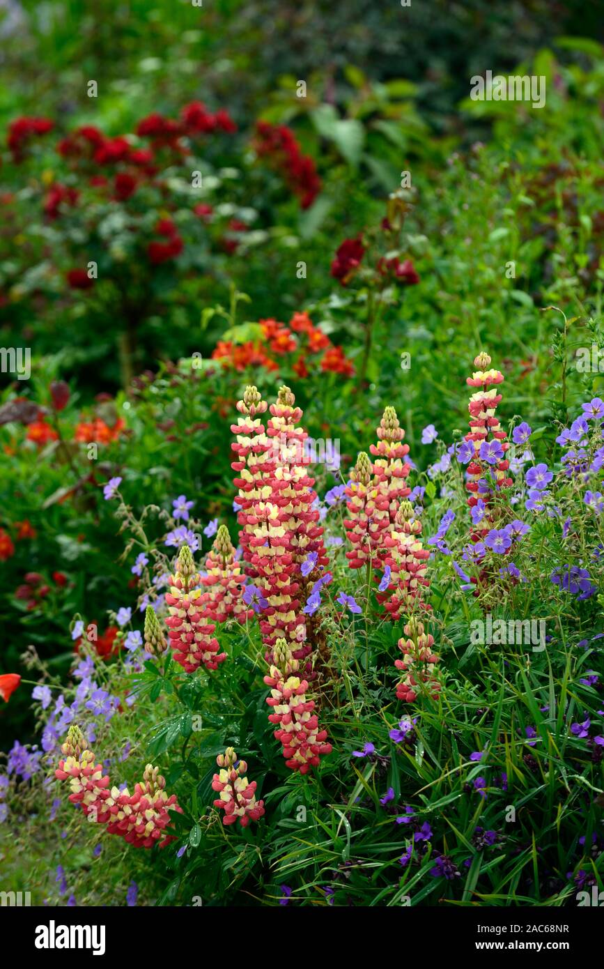 lupinus,lupin,lupins,geranium rozanne,blue pink yellow flowers,mix ...