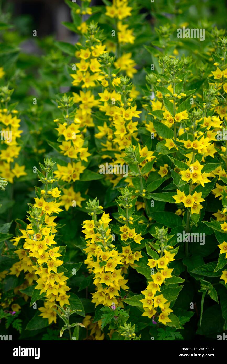 Yellow flower spike hi-res stock photography and images - Alamy