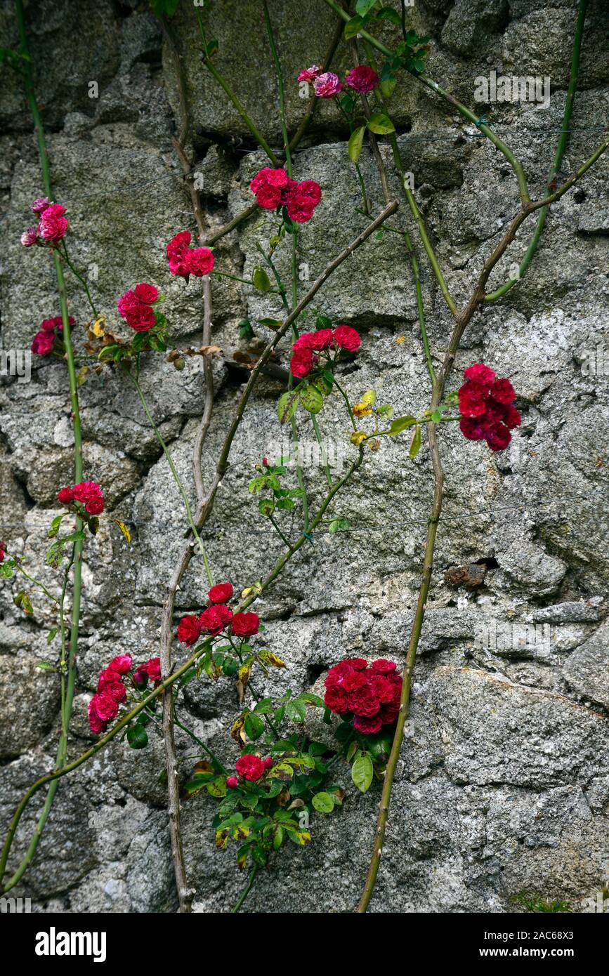 Red rambler rose hi-res stock photography and images - Alamy