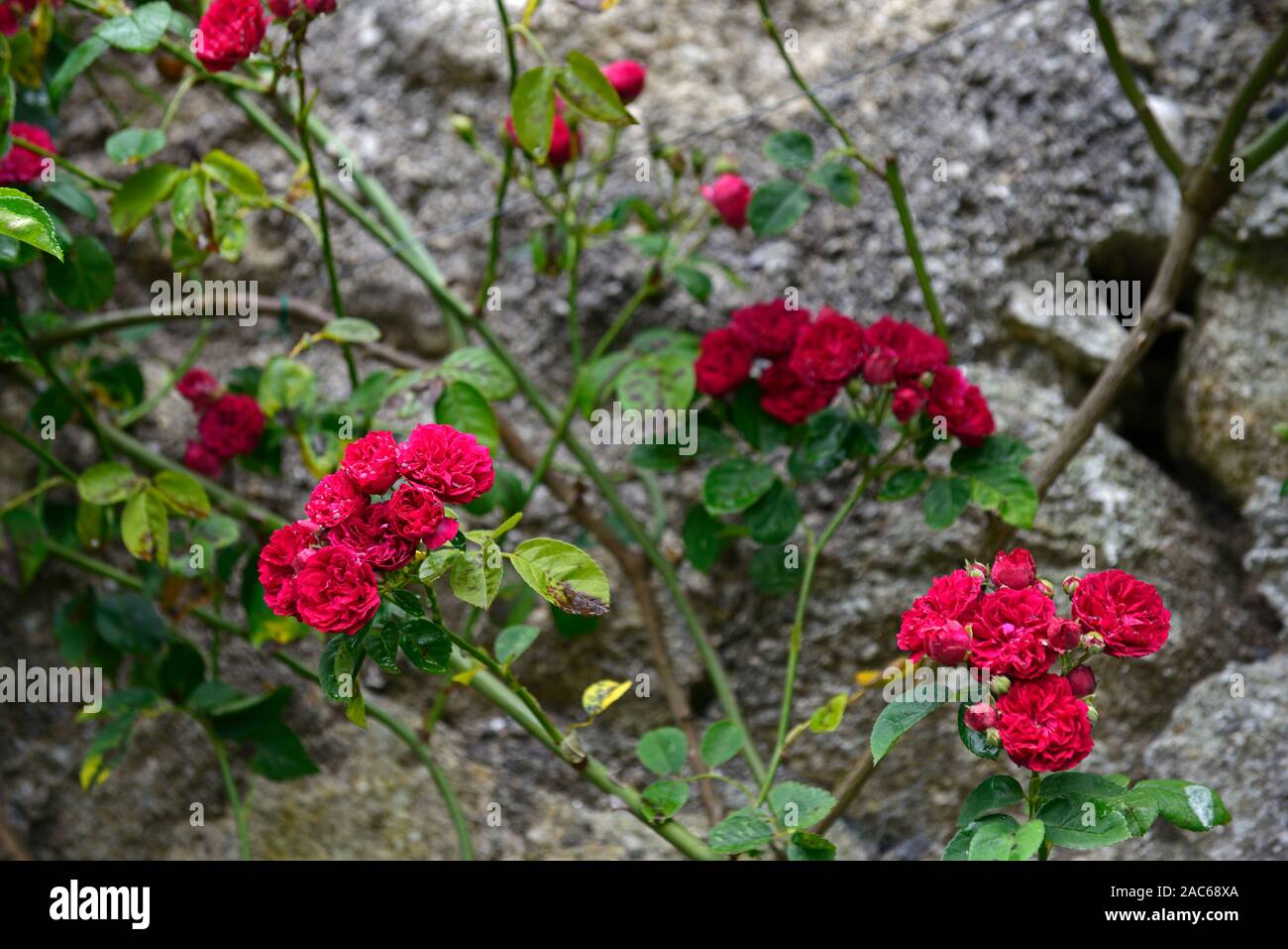 rosa chevy chase,rose chevy chase,red rambler,red rambling, climber ...