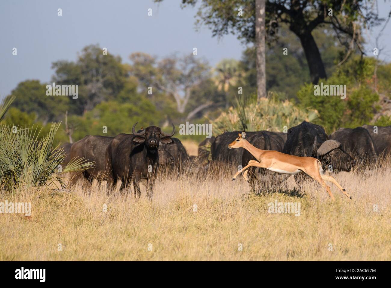 Jumping impala hi-res stock photography and images - Alamy