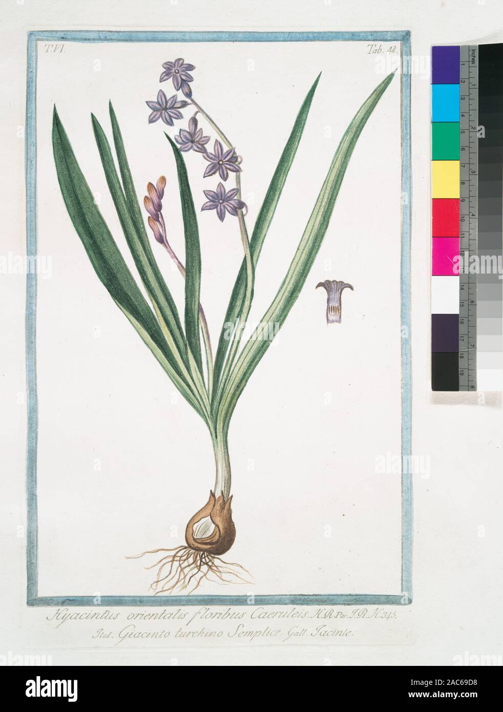 hyacinth drawing reference