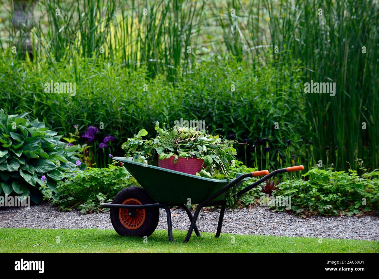 Weed weeds garden gardening hi-res stock photography and images - Alamy