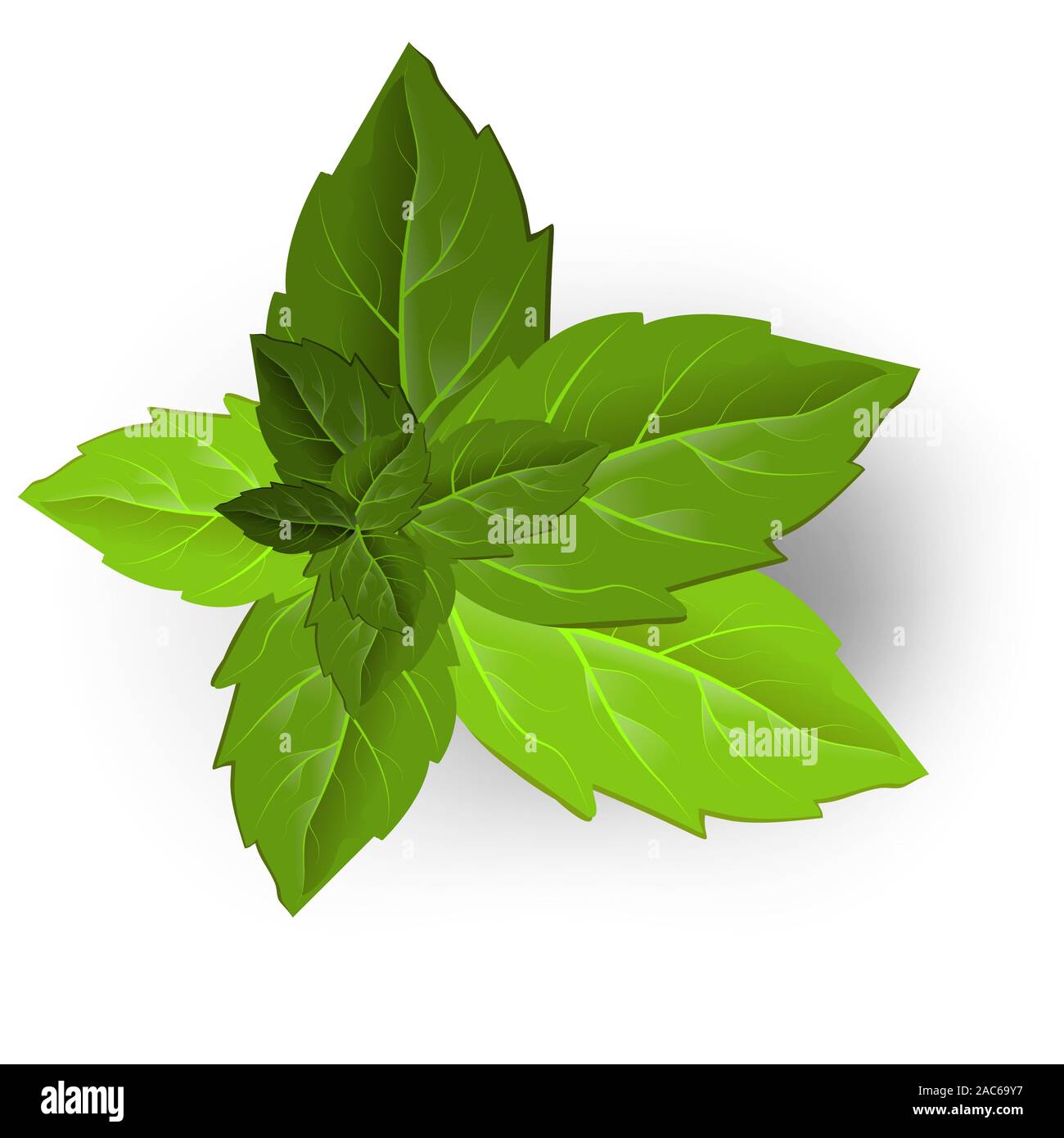 Mint leaves in sketch style. Vector illustration art. Herbal medicine ...
