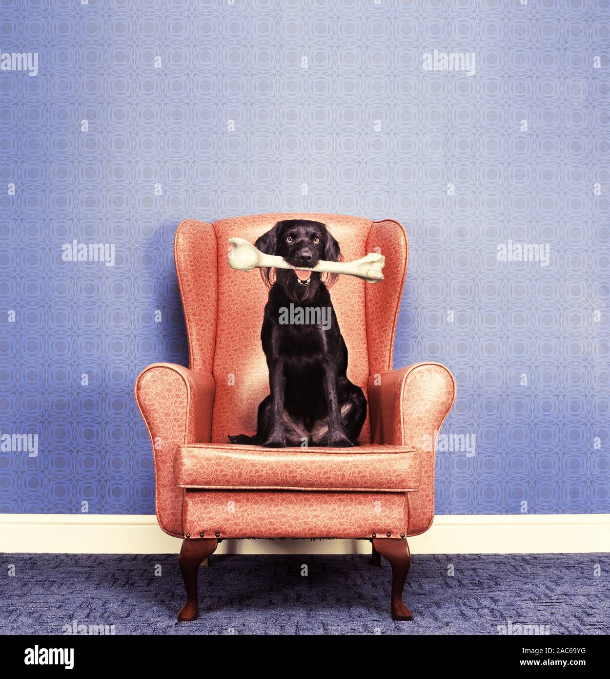 Dog with bone Stock Photo - Alamy