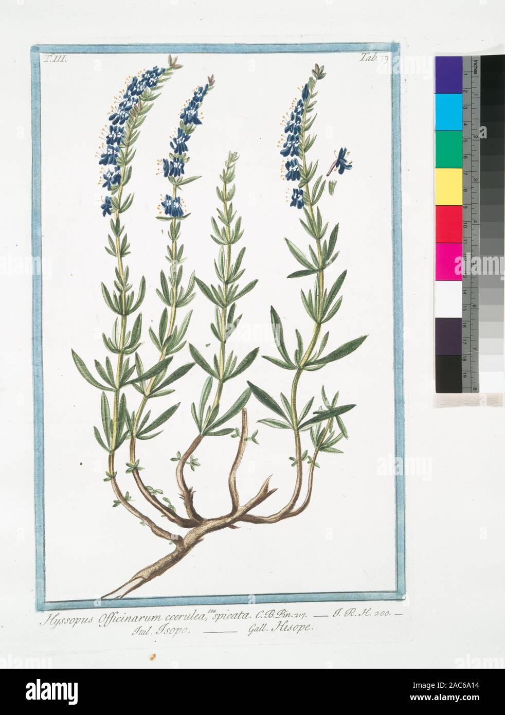 Isopo hi-res stock photography and images - Alamy